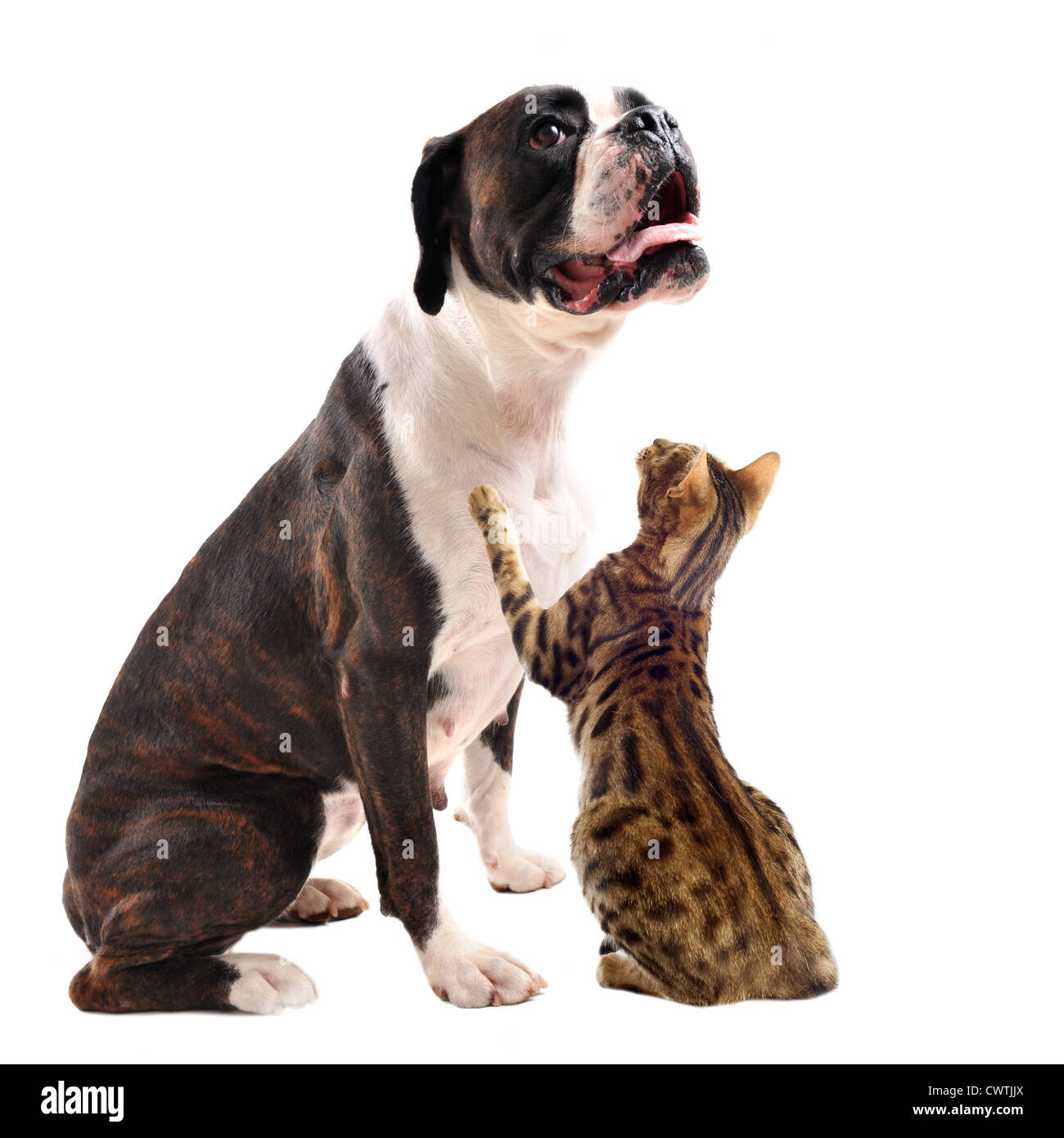 purebred brown bower and bengal cat sitting in front of a white ...