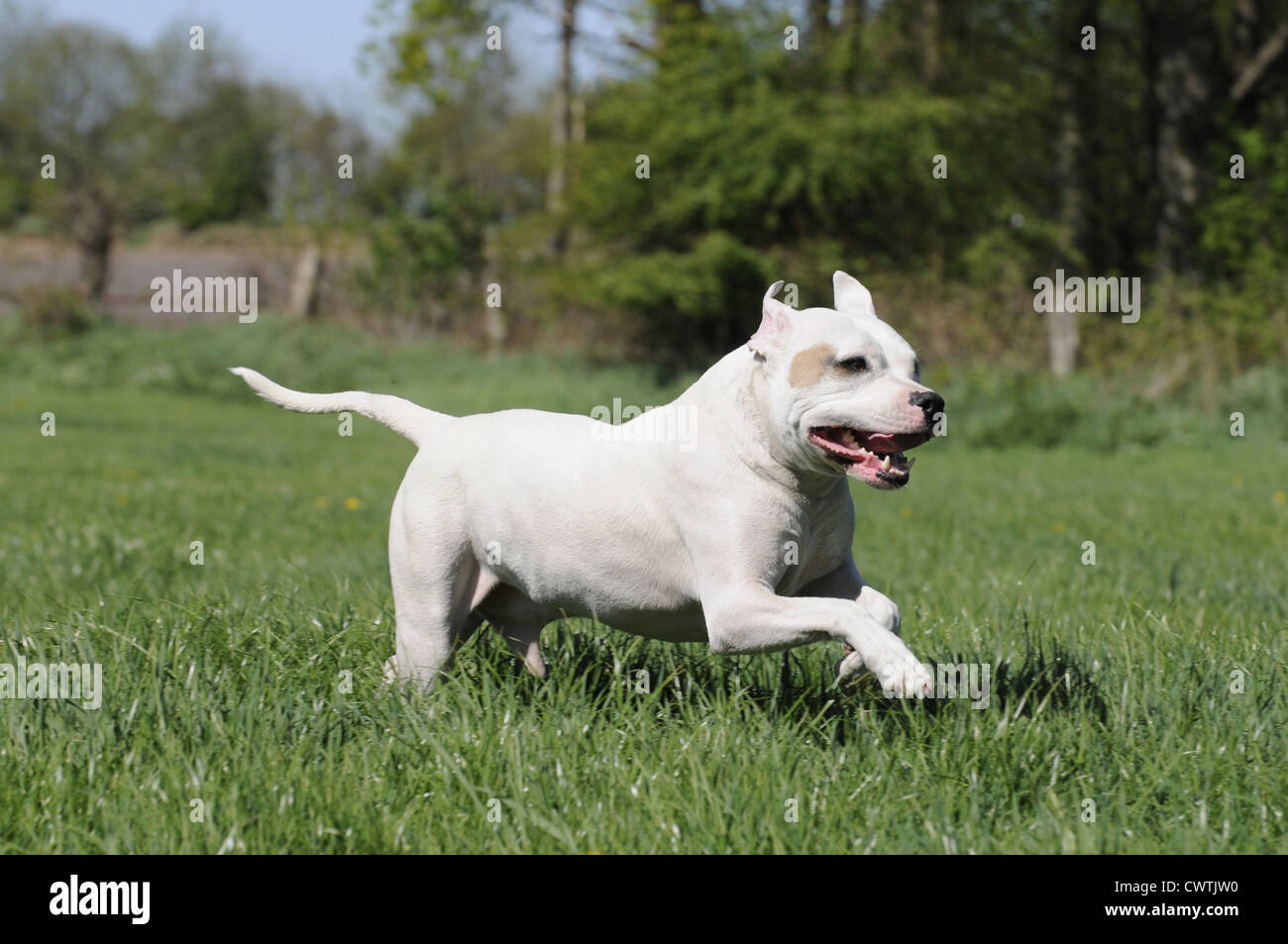 running American Bulldog Stock Photo - Alamy
