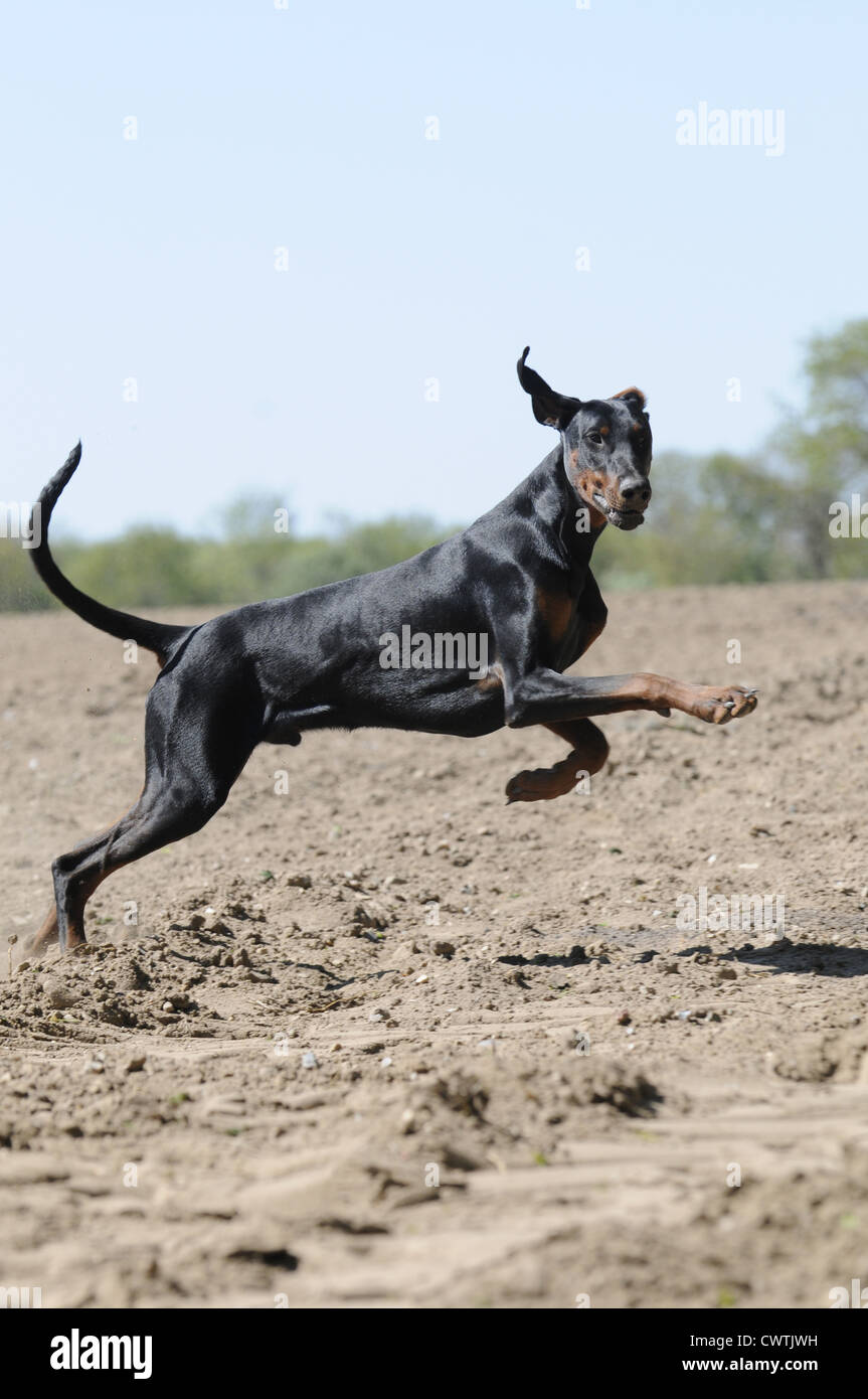running Doberman Pinscher Stock Photo - Alamy