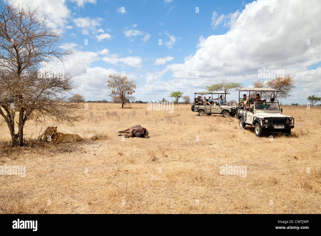 Tourists on an african jeep safari watching lions and their kill Selous ...
