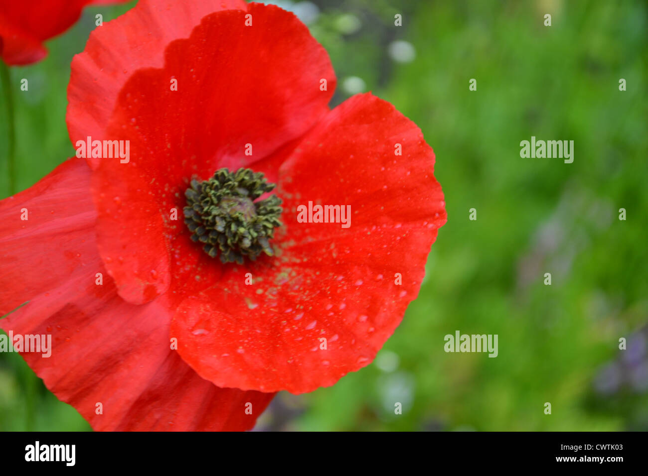 close up of a poppy Stock Photo - Alamy