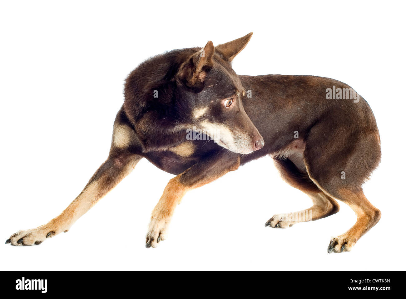 purebred kelpie in front of white background Stock Photo - Alamy