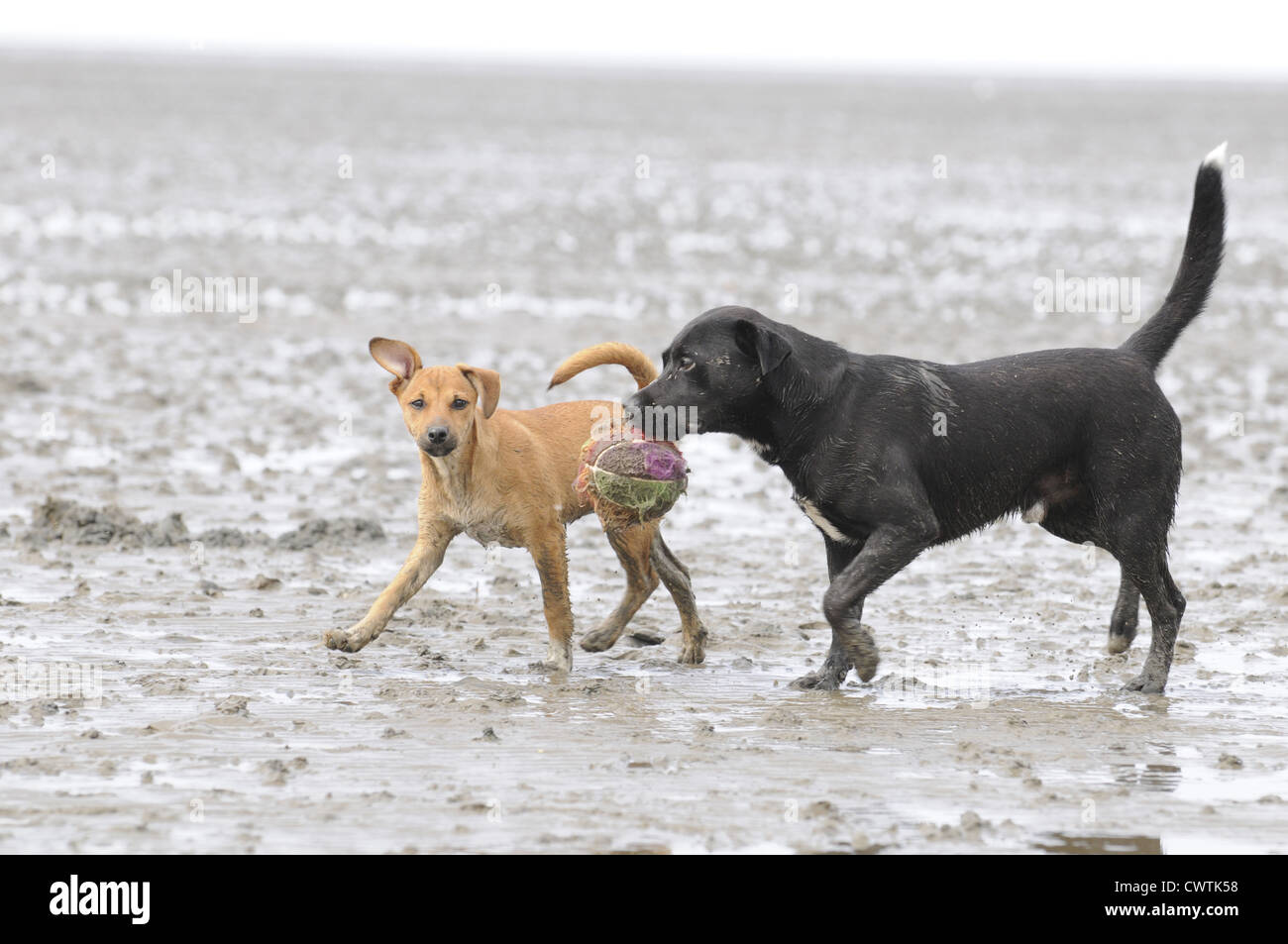 Two dogs flats hi-res stock photography and images - Alamy