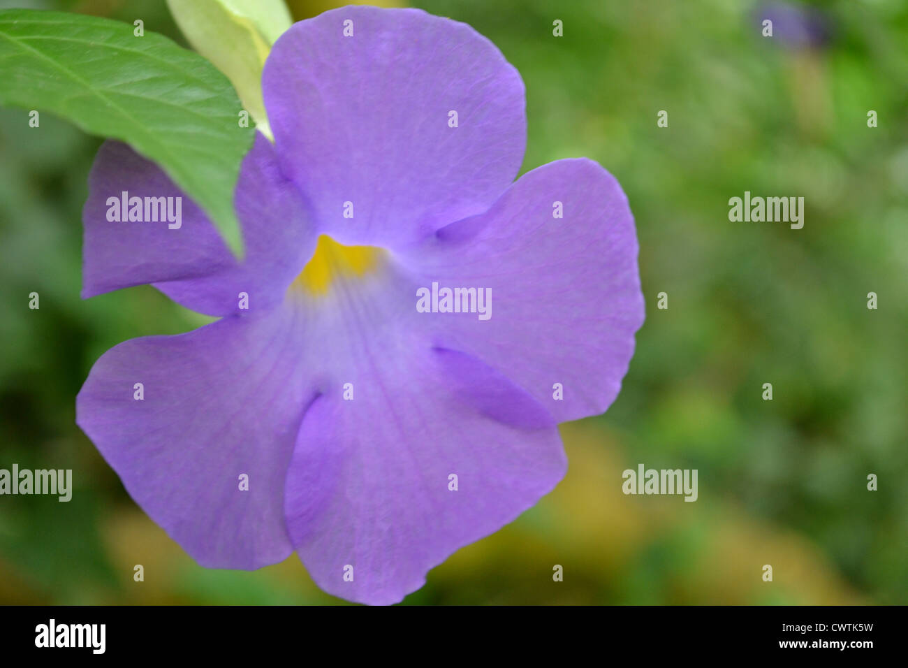 close up of blue flowers Stock Photo - Alamy