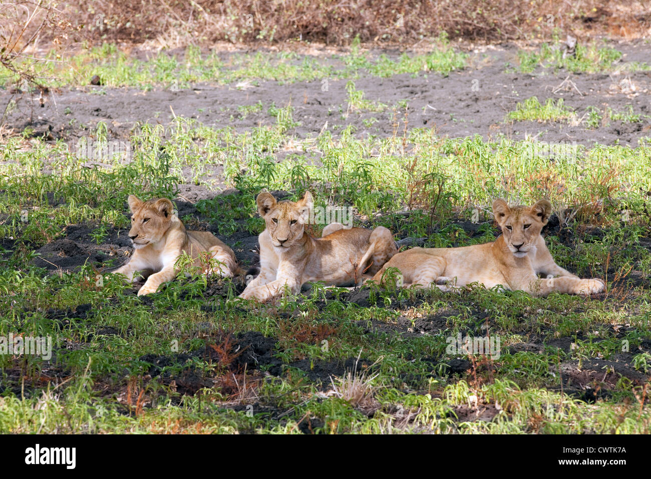 Three lion cubs (Panthera Leo) resting in the shade, the Selous Game ...