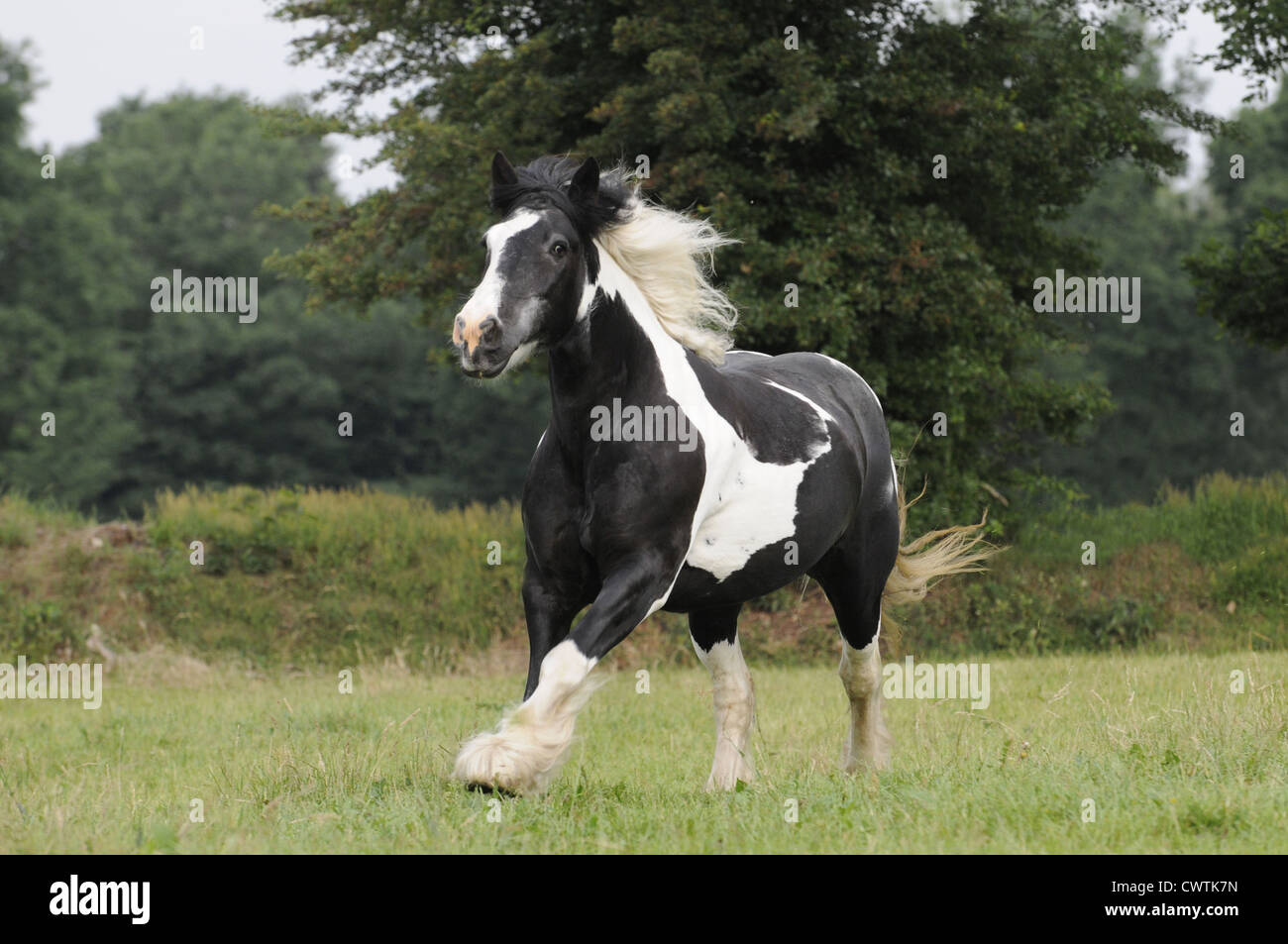 galloping Irish Tinker Stock Photo - Alamy