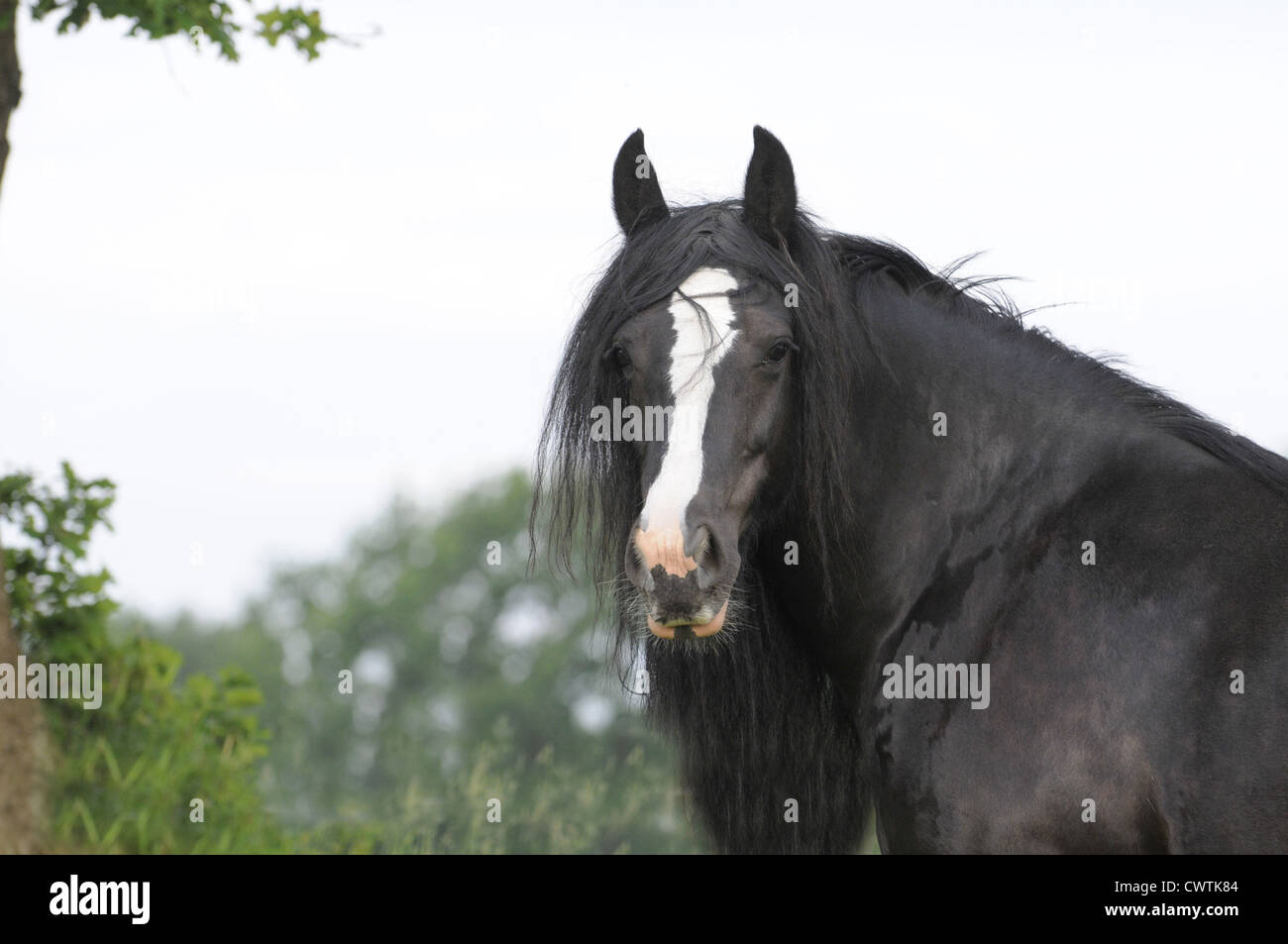 Irish Tinker Portrait Stock Photo - Alamy