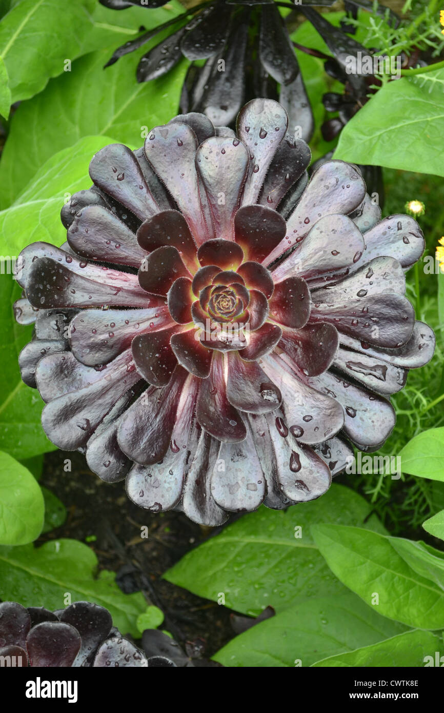 Black flower hi-res stock photography and images - Alamy