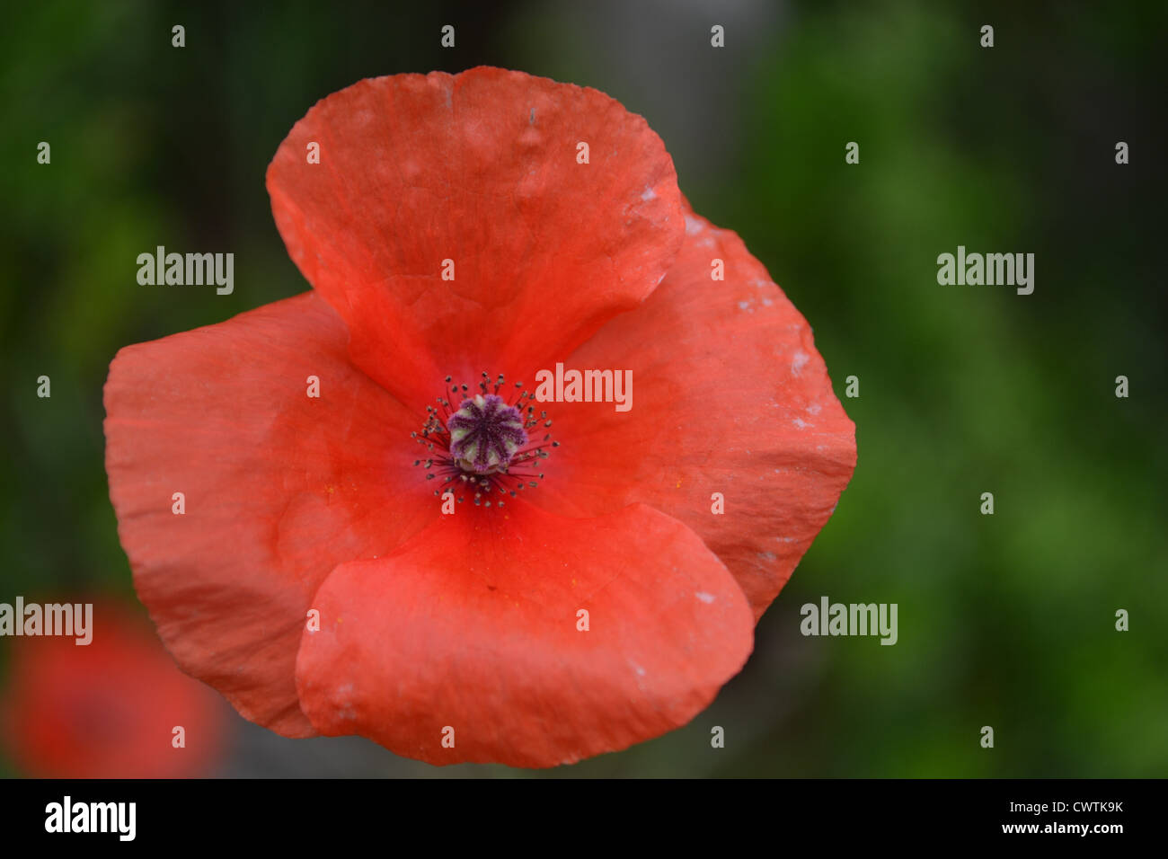 close up of a poppy Stock Photo - Alamy