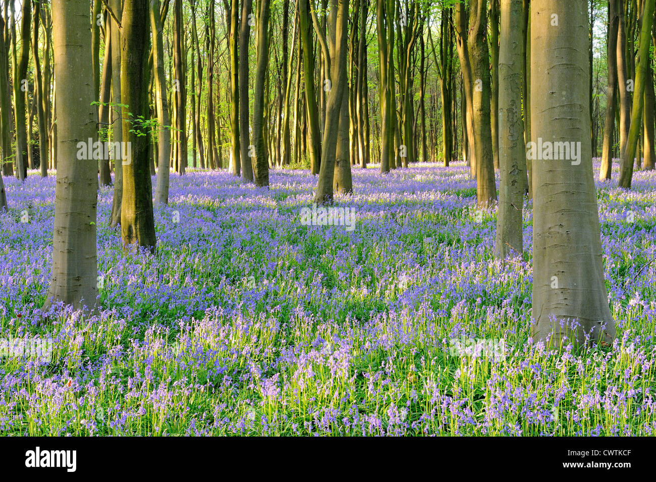 Carpet bluebells micheldever woods hi-res stock photography and images ...