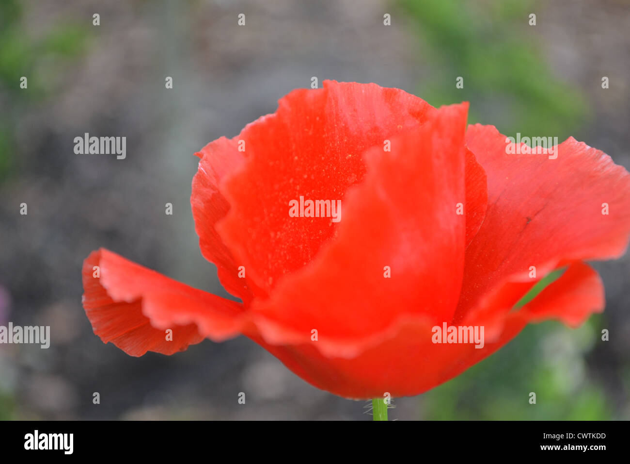 close up of a poppy Stock Photo - Alamy