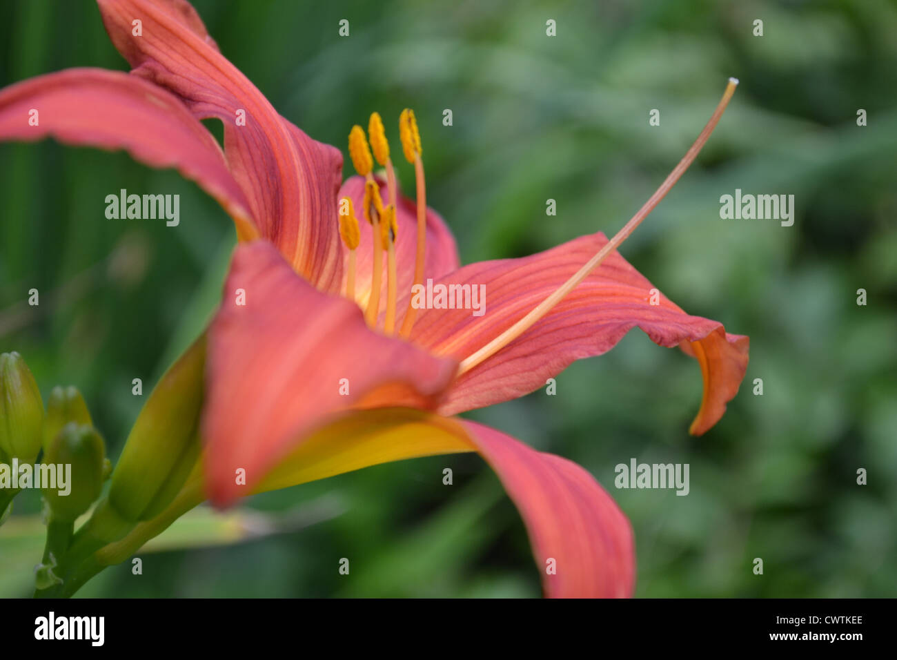close up of red flowers Stock Photo - Alamy