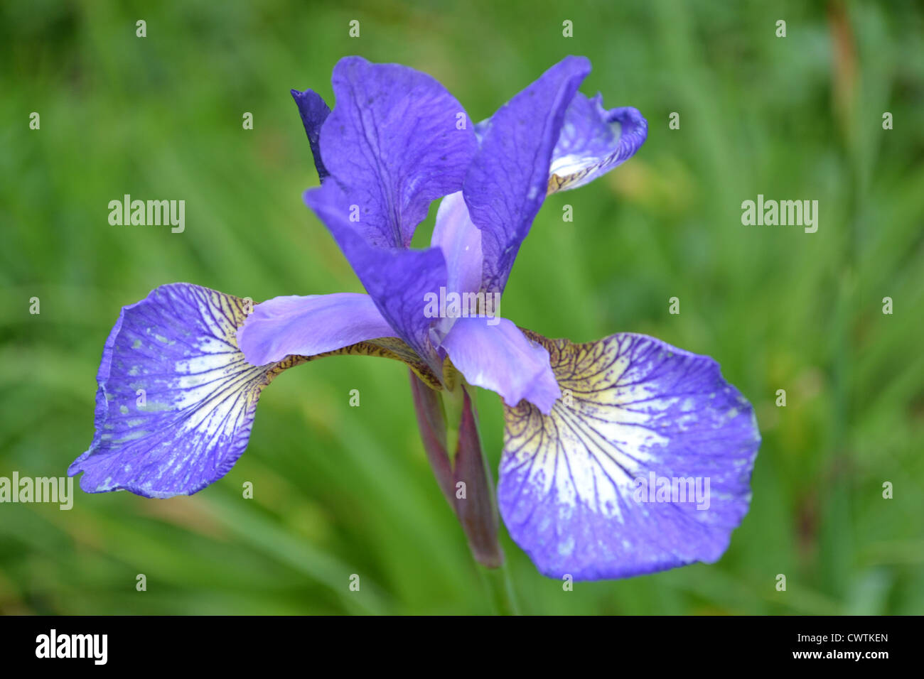close up of blue flowers Stock Photo - Alamy
