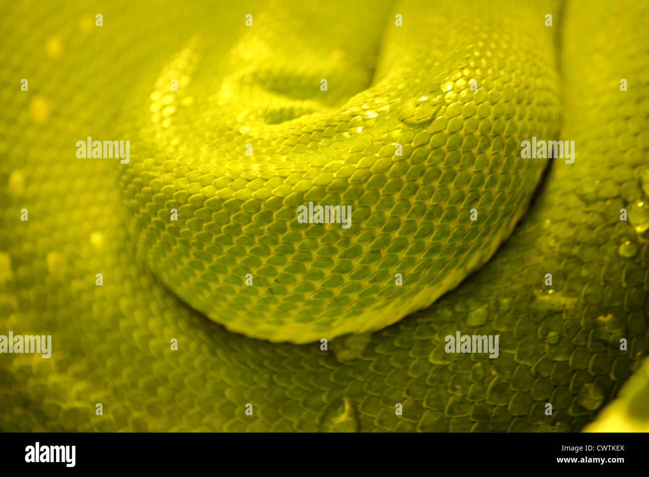Coils of Green Tree Python Stock Photo - Alamy