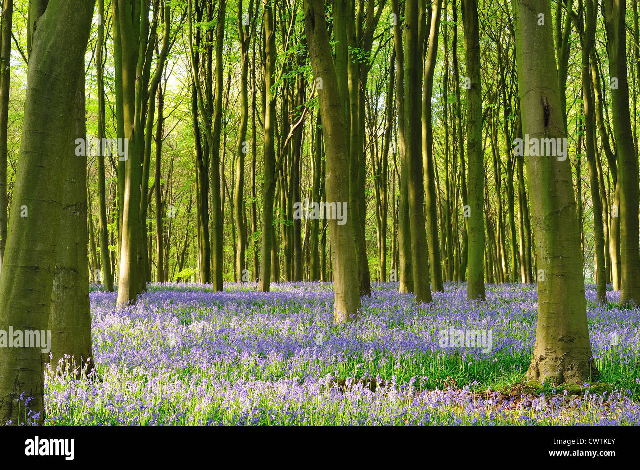 Carpet bluebells micheldever woods hi-res stock photography and images ...