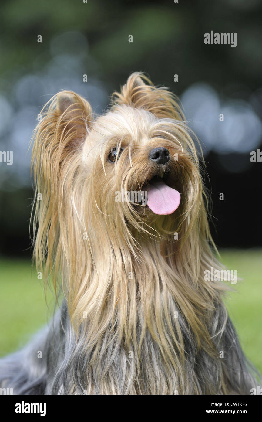 Yorkshire Terrier Portrait Stock Photo - Alamy