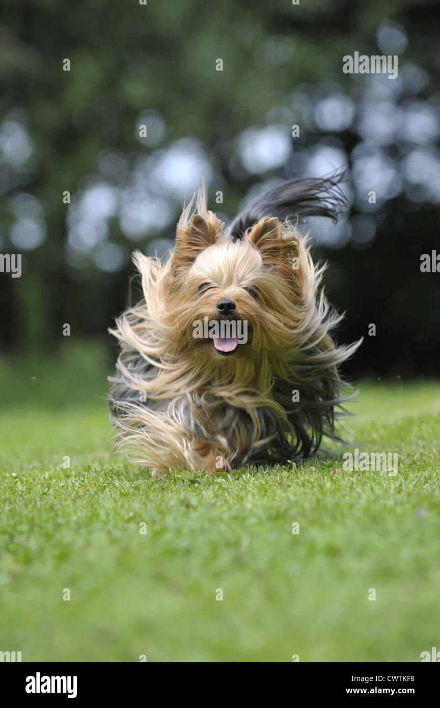 running Yorkshire Terrier Stock Photo - Alamy