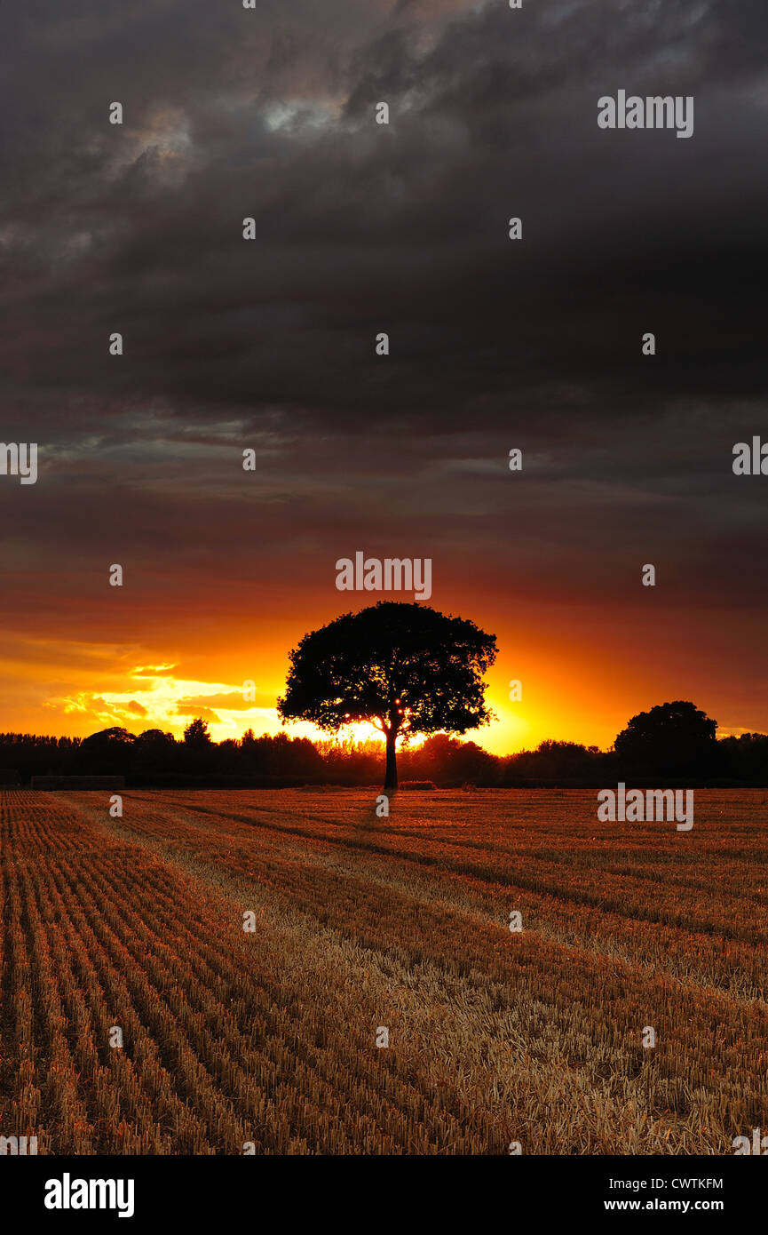 Meon Valley Wheat field Stock Photo - Alamy