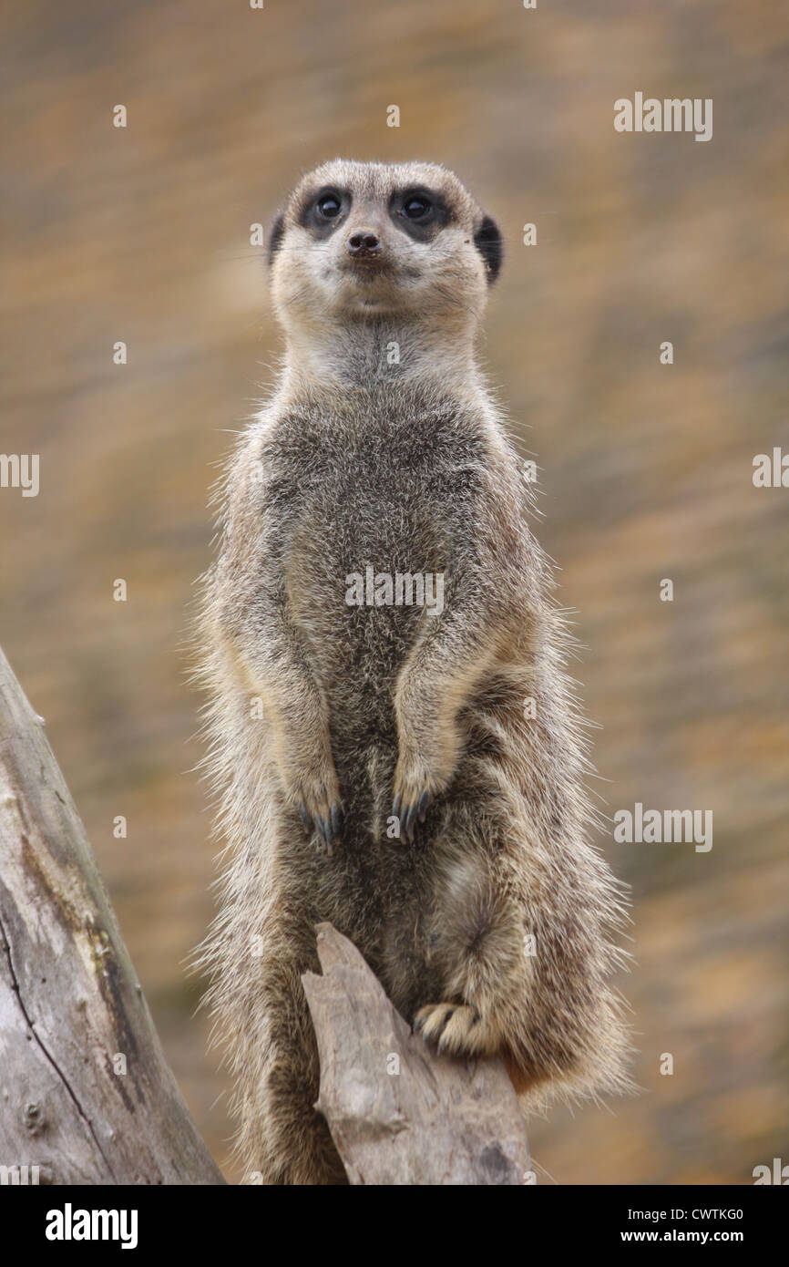Meerkat sitting hi-res stock photography and images - Alamy