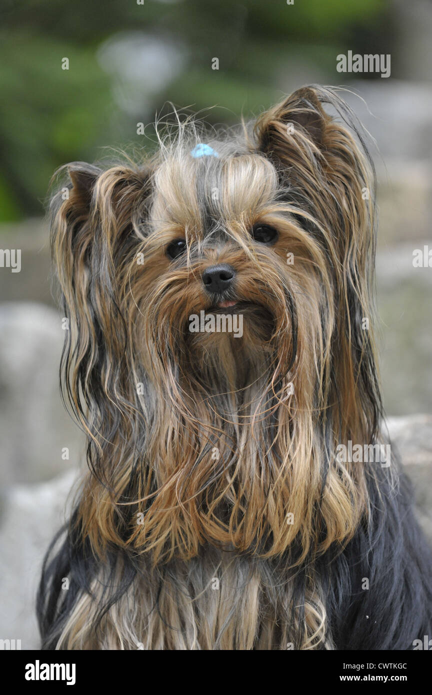 Yorkshire Terrier Portrait Stock Photo - Alamy