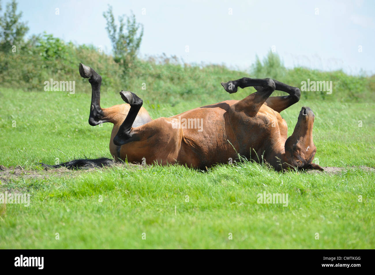 rolling Holstein horse Stock Photo - Alamy
