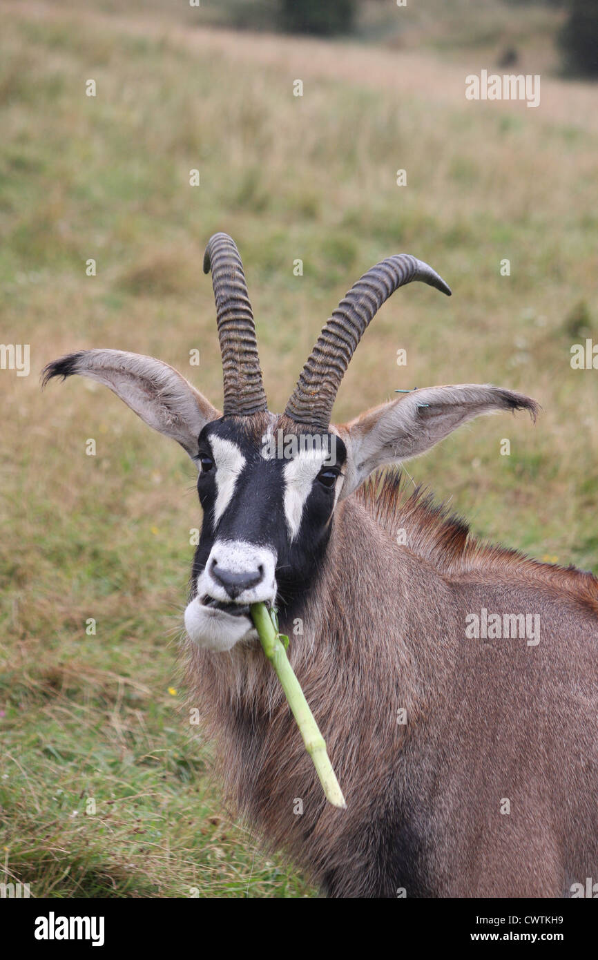 Blackbuck hi-res stock photography and images - Alamy