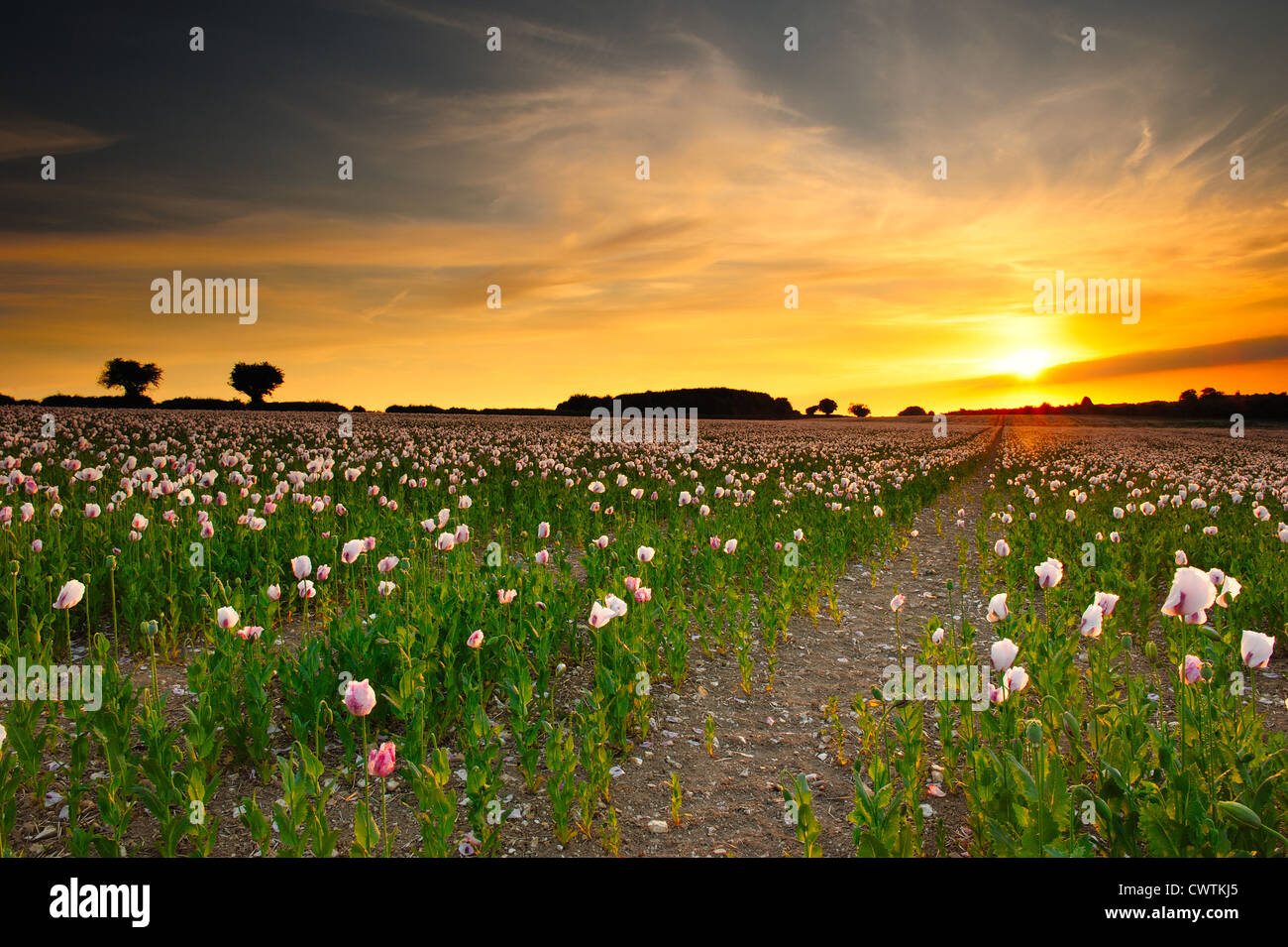 Poppy field sunset hi-res stock photography and images - Alamy