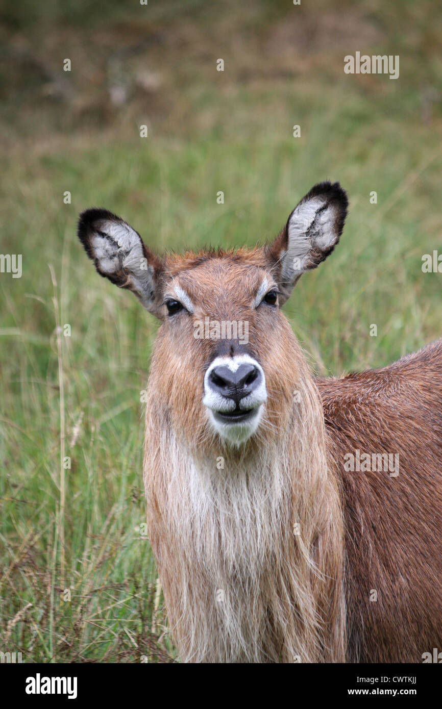 Sitatunga hi-res stock photography and images - Alamy