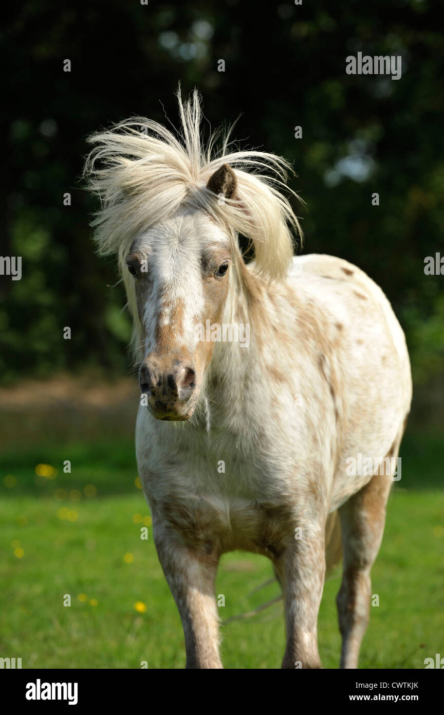 Shetland Pony Portrait Stock Photo - Alamy