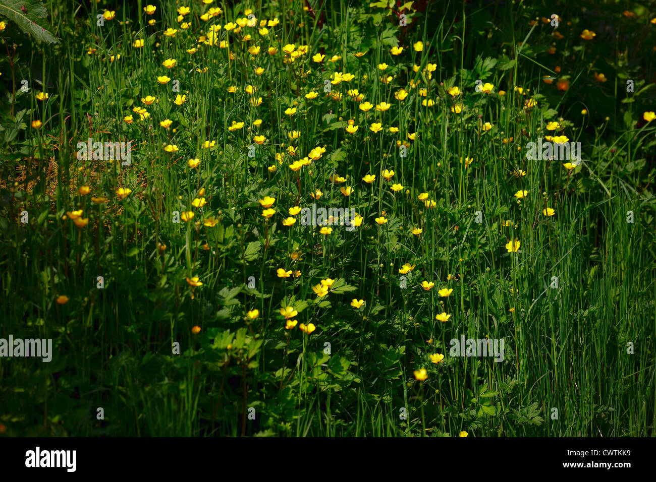 Summer meadow with wild flowers ( Ranunculus acris, Ranunculus acer ...