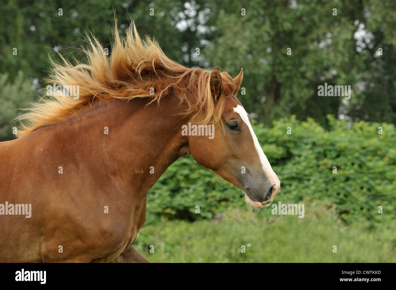 Sorrel cob hi-res stock photography and images - Alamy