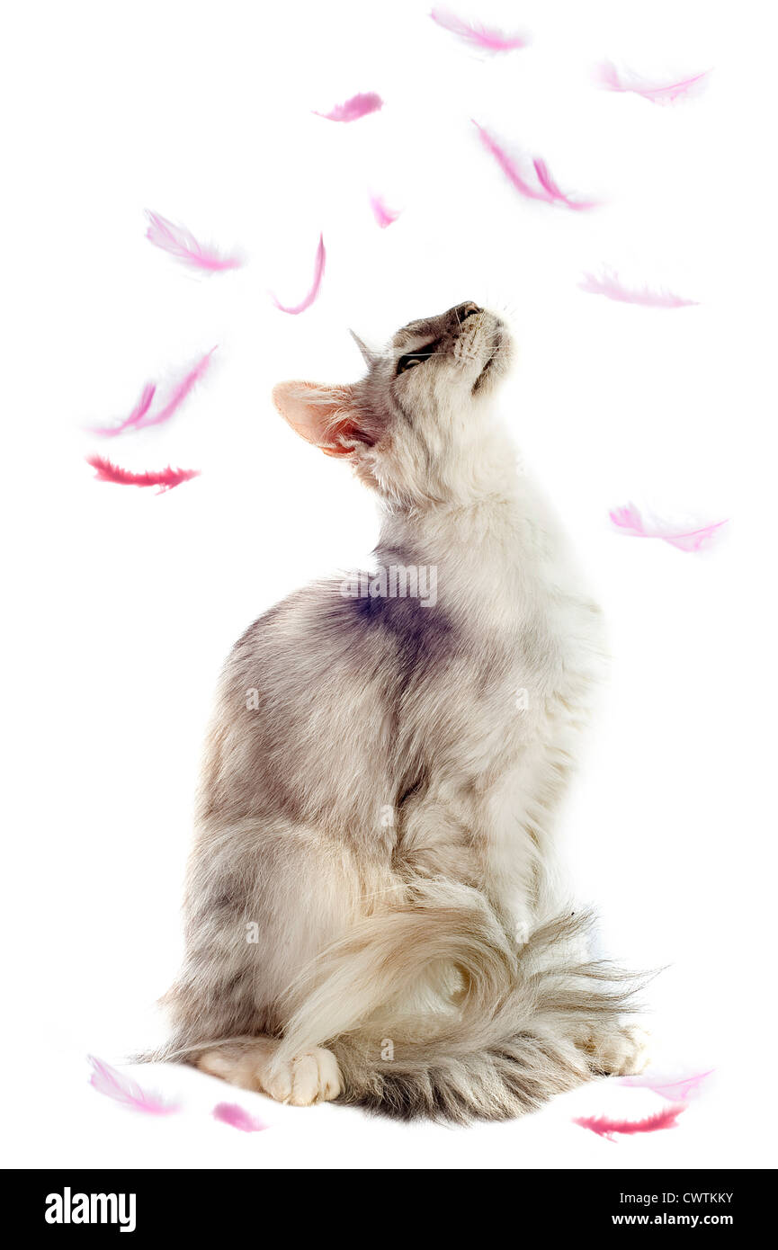 portrait of a purebred maine coon cat with feathers on a white ...