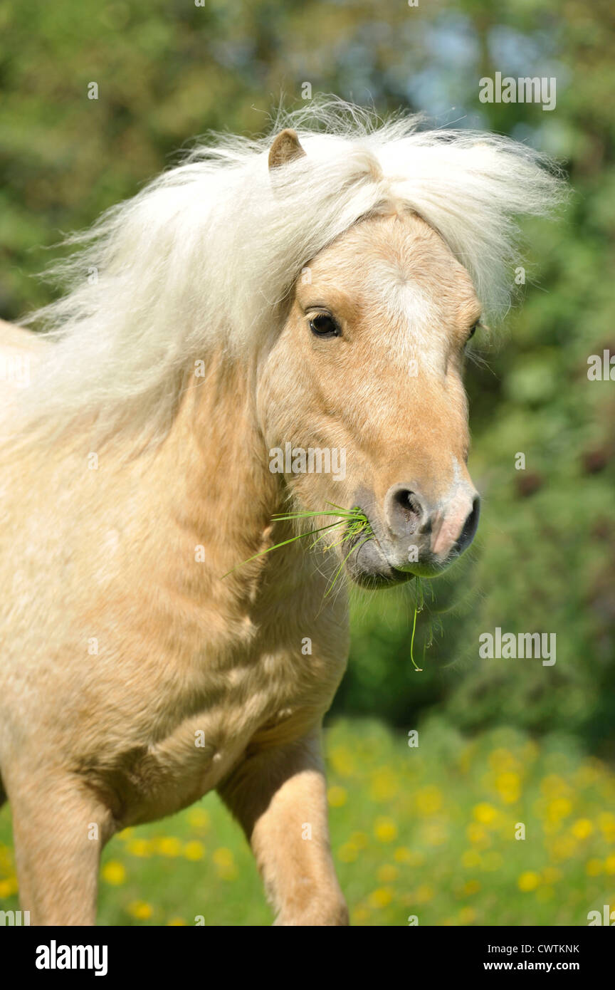 Shetland Pony Portrait Stock Photo - Alamy