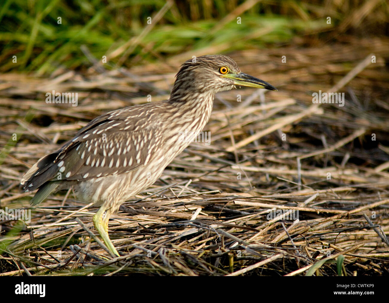Juvenile Black Crowned Night Heron Stock Photo - Alamy