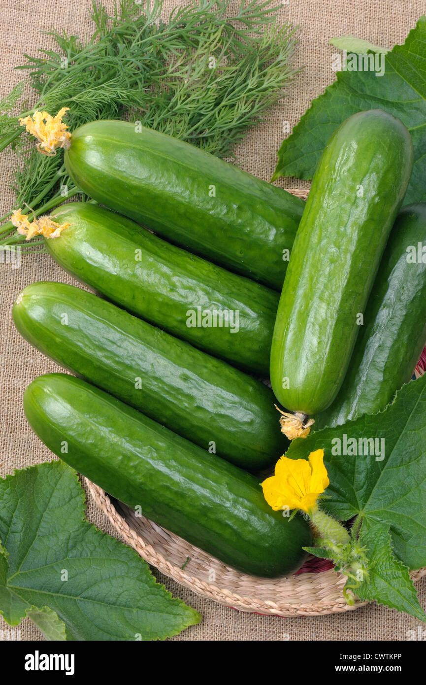 Smooth cucumbers in a basket, against leaves Stock Photo - Alamy