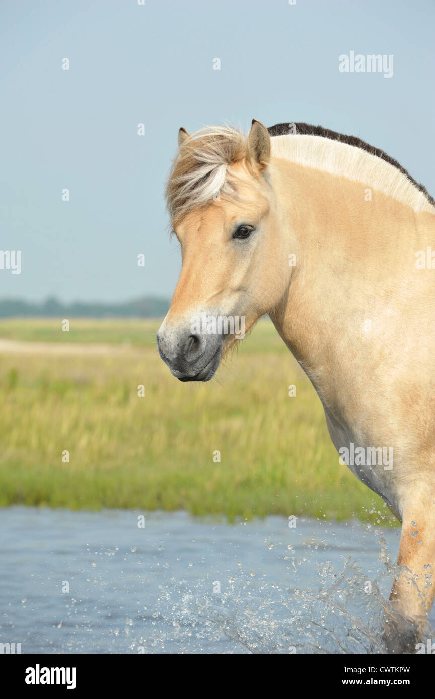 Flooding flooded vertical portrait hi-res stock photography and images ...