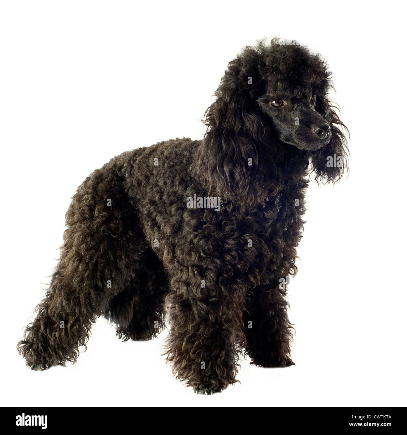 Purebred poodle hi-res stock photography and images - Alamy