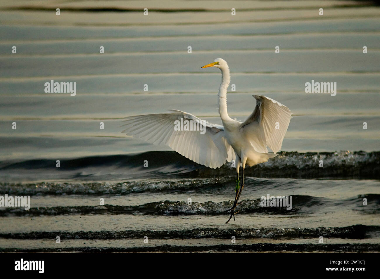 Great White Egret Lands in rough surf on the Brooklyn Shore Stock Photo ...