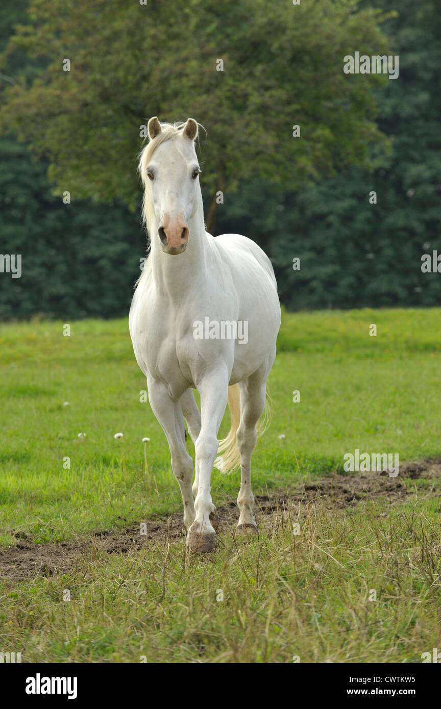 Partbred hi-res stock photography and images - Alamy
