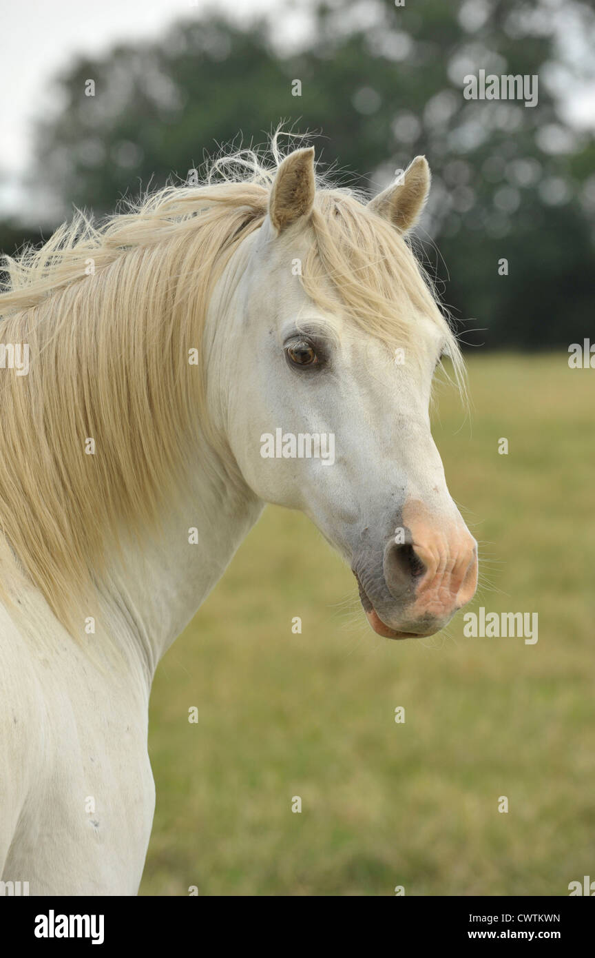 Partbred hi-res stock photography and images - Alamy