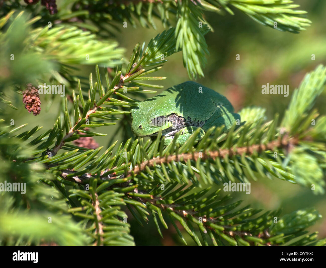 Copes Gray Tree Frog Hyla chrysoscelis in spruce tree Stock Photo - Alamy