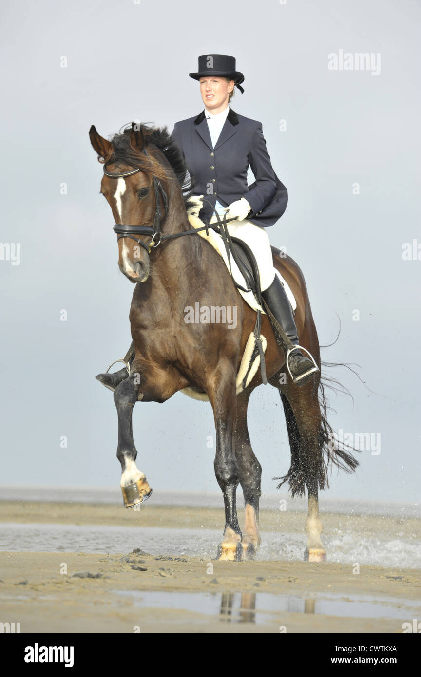 woman rides Holsteiner warmblood Stock Photo - Alamy