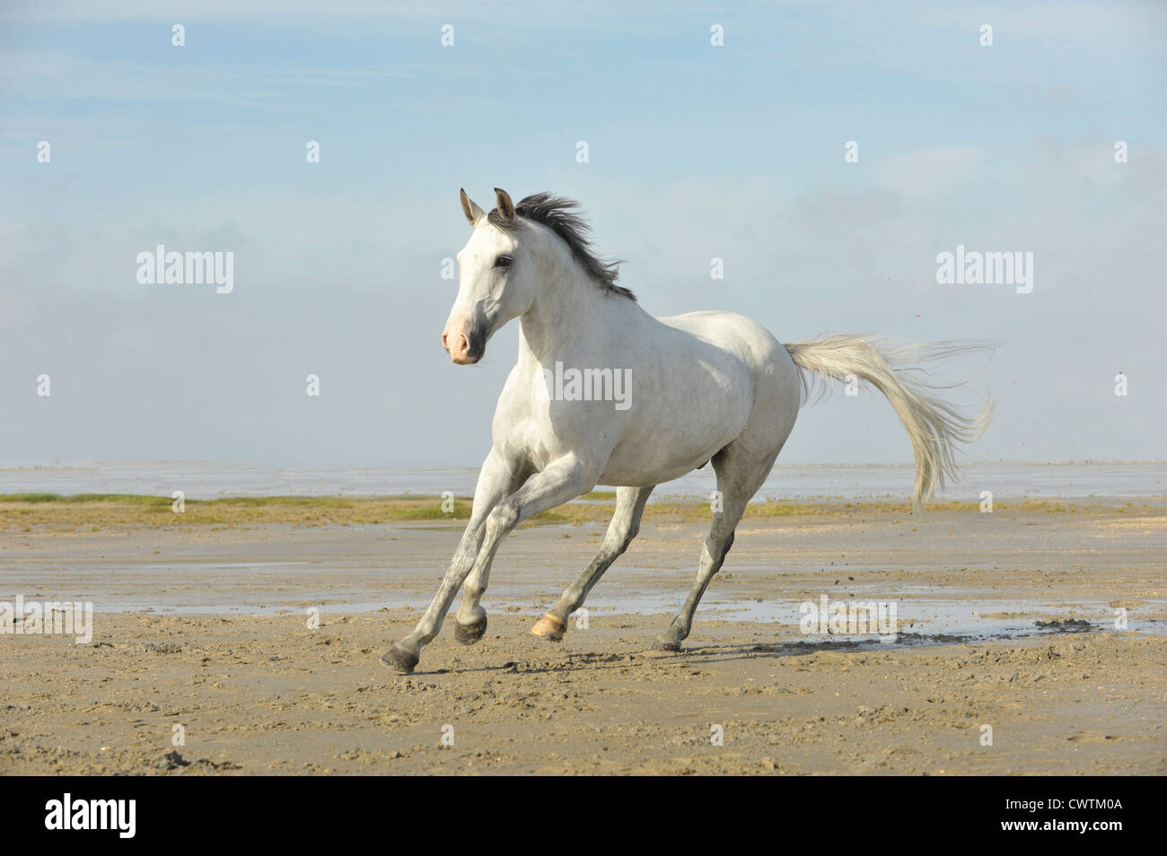 Horse galloping mud hi-res stock photography and images - Alamy