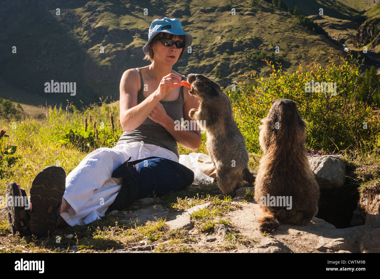 Two marmots taking turns in being fed carrots by a young woman in an ...