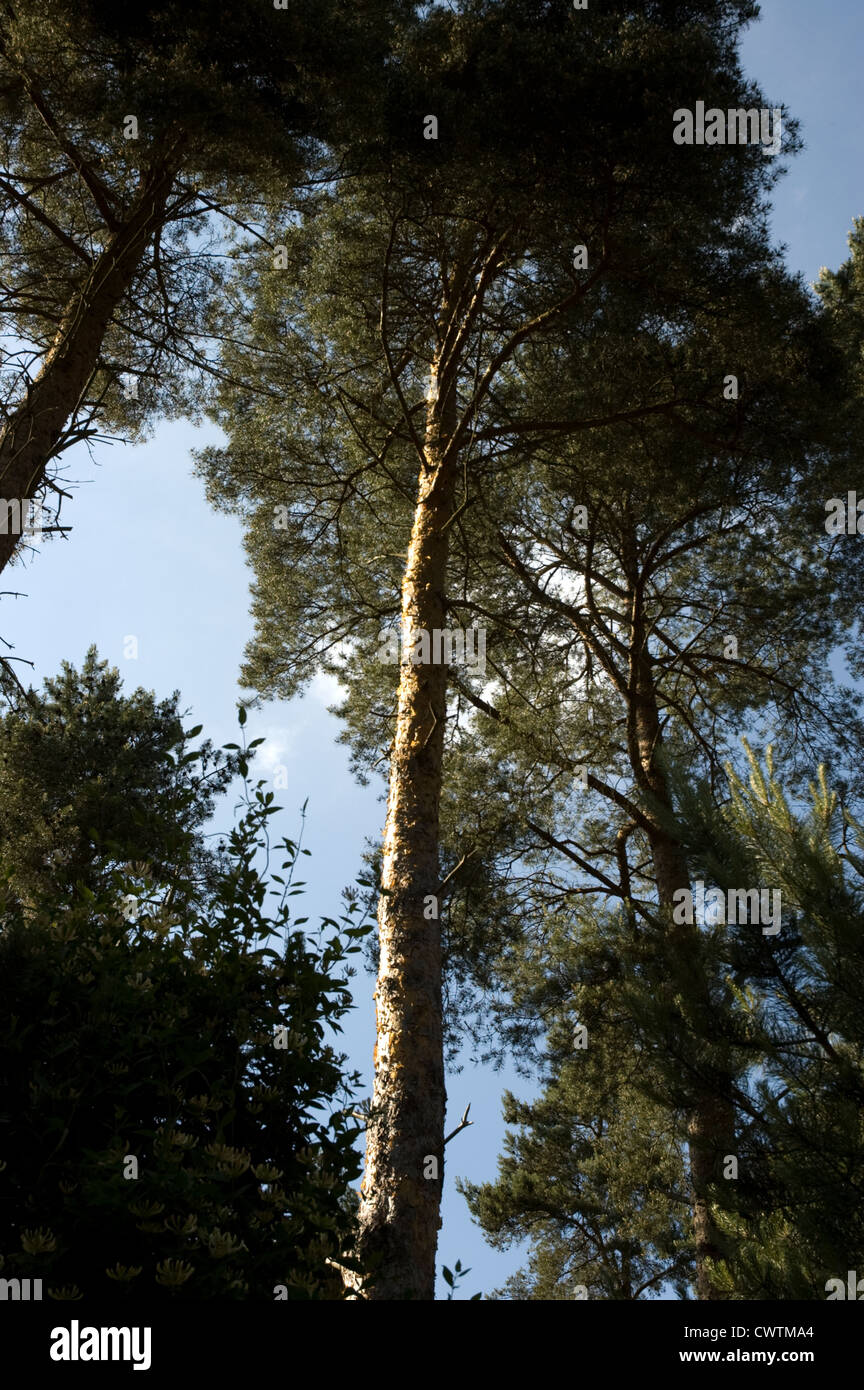 Pine in the sky Stock Photo - Alamy