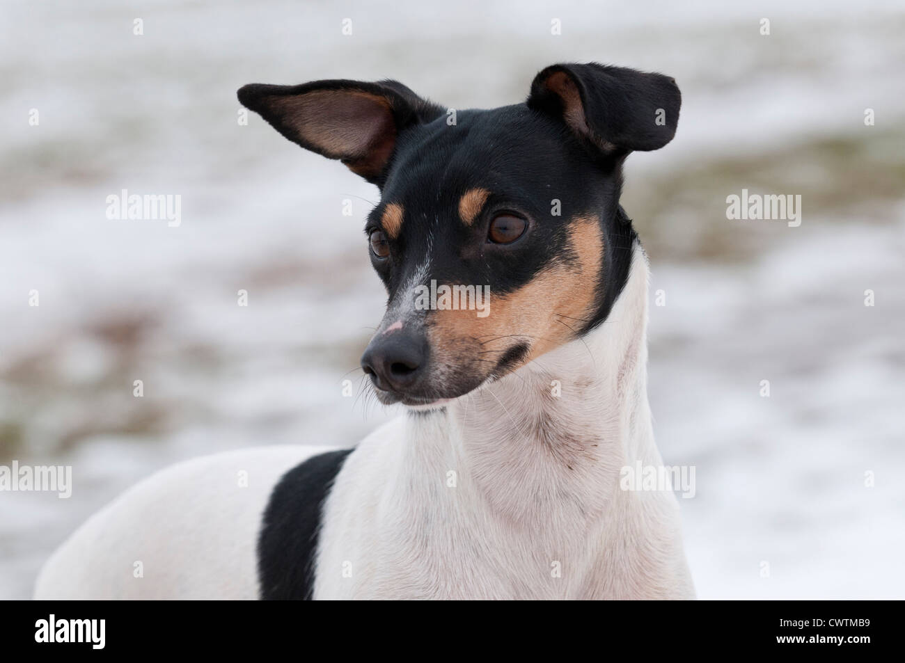 Ratonero Bodeguero Andaluz Portrait Stock Photo - Alamy
