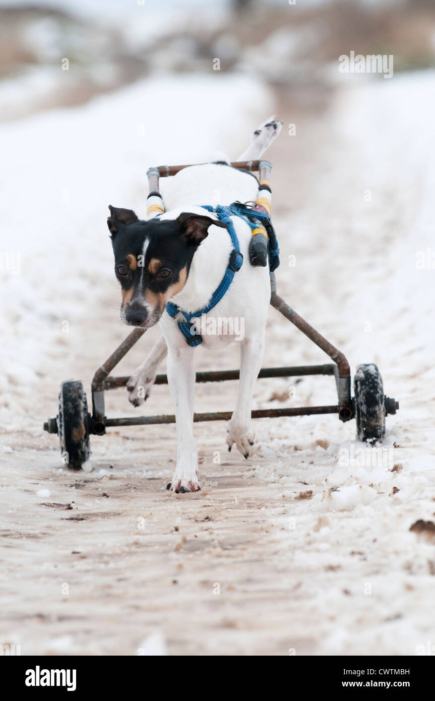 Perro bodeguero hi-res stock photography and images - Alamy