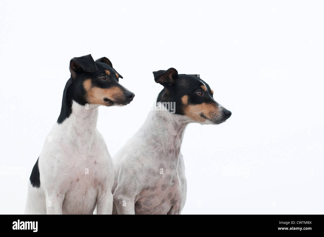 Ratonero Bodeguero Andaluz Stock Photo - Alamy