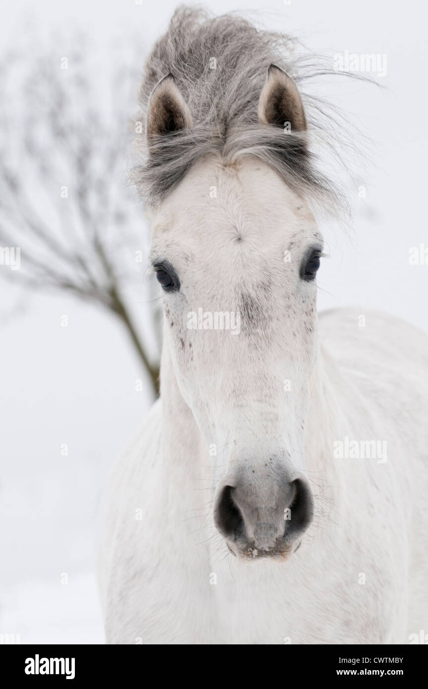 Lusitano horses heads hi-res stock photography and images - Alamy