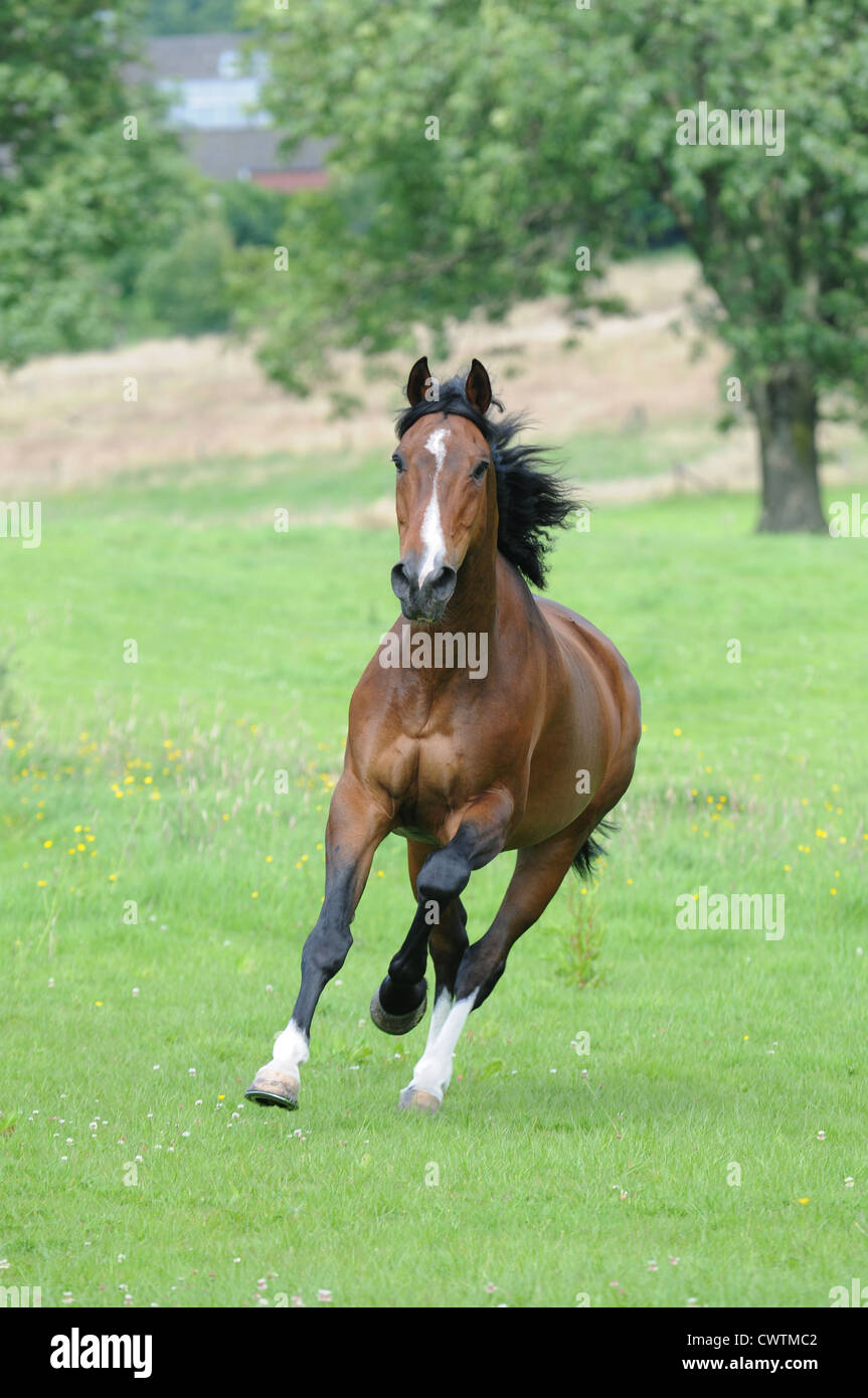 Selle francais cheval hi-res stock photography and images - Alamy